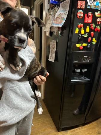 Rehoming boxer mix pup - pets - craigslist