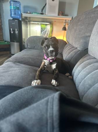 Rehoming boxer mix pup - pets - craigslist