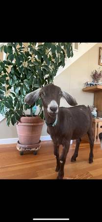 3/4 Nubian 1/4 Lamancha goat - farm & garden - by owner - sale - craigslist