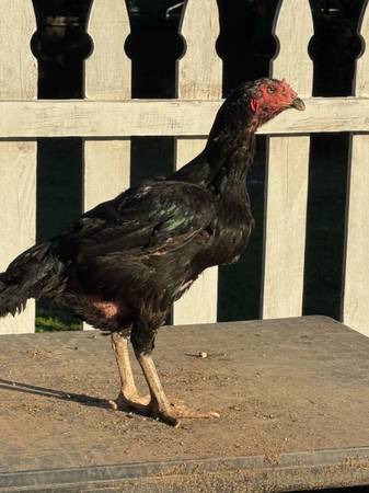 Ganoi thai pakoy hen - farm & garden - by owner - sale - craigslist