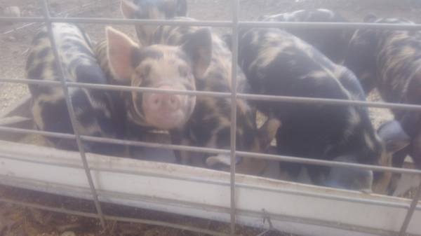 Idaho pasture pig (IPP) Feeder pigs for sale - farm & garden - by owner ...