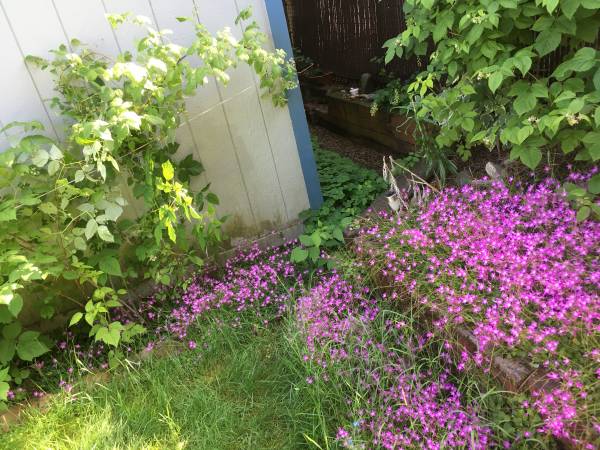 Raspberry starts. PLUS pink star ground cover and others for trade ...