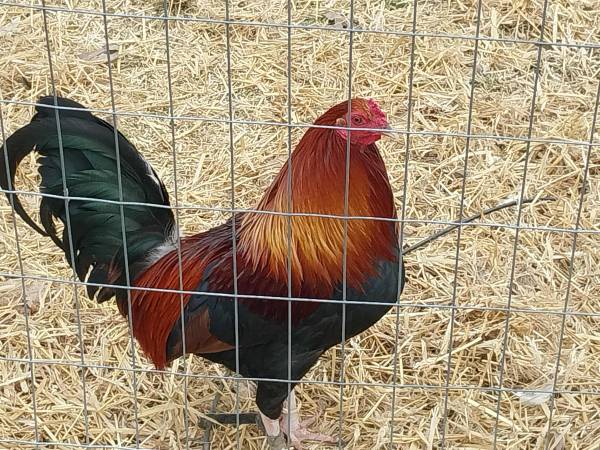 Roosters - farm & garden - by owner - sale - craigslist