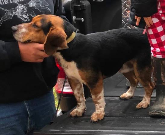 AKC beagle/ rabbit dog - farm & garden - by owner - sale - craigslist