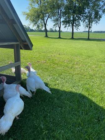 Turkey Hens - Holland White x BB - Excellent at deterring predators ...