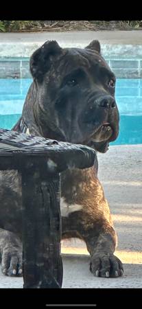 Rehoming 6 year old Cane Corso - farm & garden - by owner - sale ...
