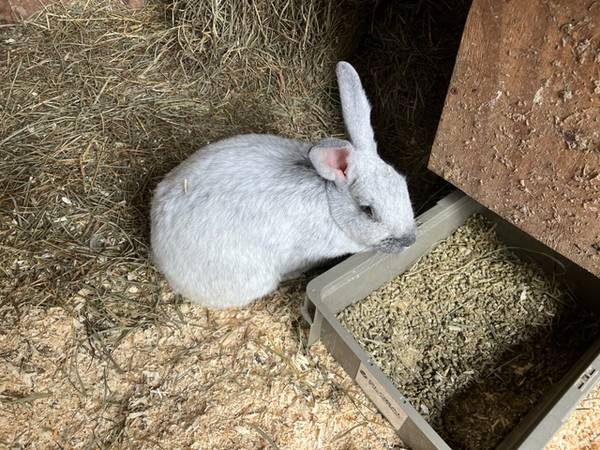 Rabbit | Rabbits | Pure Champagne D'Argent Meat | Pets - farm & garden ...