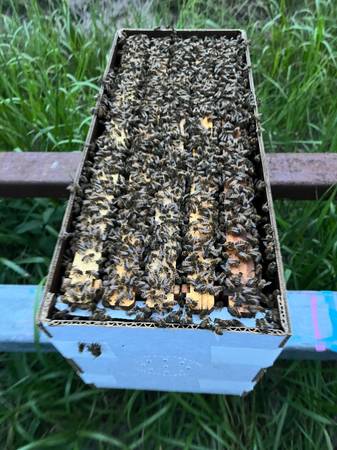 Honey Bee Nuc's and Hives - farm & garden - by owner - sale - craigslist