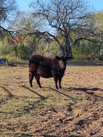 Angus Heifers - farm & garden - by owner - sale - craigslist