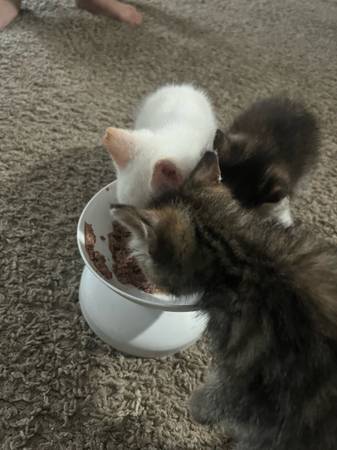 Sweet tabby kittens - pets - craigslist