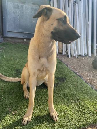 Sweetheart 7 month old Pup - pets - craigslist