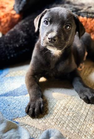 Cute Boxer Mix Puppy - pets - craigslist