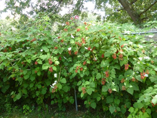 Japanese wineberry or wine raspberry live plants 2-3 pieces for - farm ...