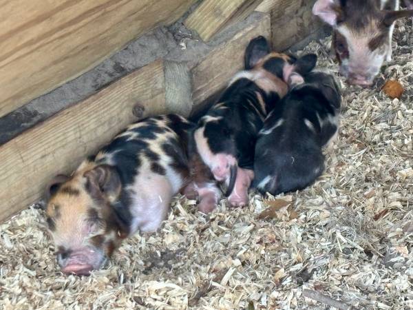 Idaho Pasture Pigs (IPP) - farm & garden - by owner - sale - craigslist