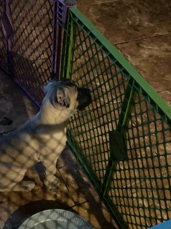 Cane corso - farm & garden - by owner - sale - craigslist