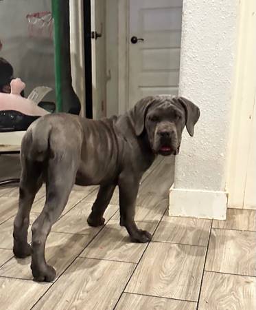 Corso - farm & garden - by owner - sale - craigslist