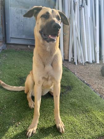 Sweetheart 7 month old Pup - pets - craigslist