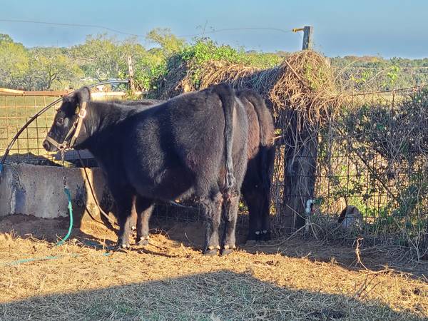 Angus Heifers - farm & garden - by owner - sale - craigslist