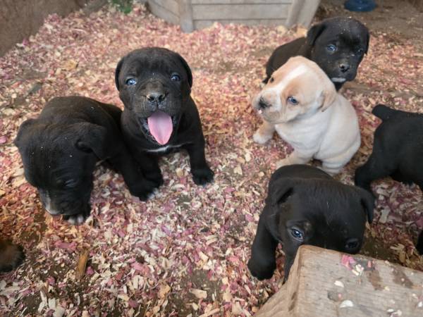 Cane Corso - farm & garden - by owner - sale - craigslist