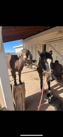 3/4 Nubian 1/4 Lamancha goat - farm & garden - by owner - sale - craigslist