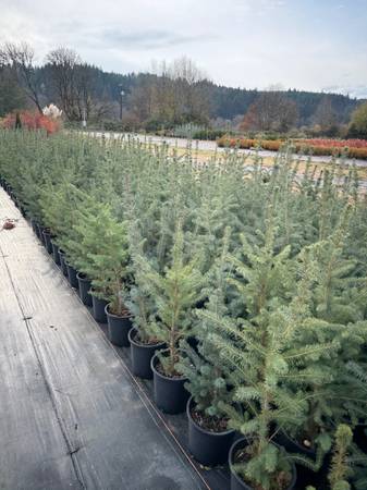 Leyland Cypress, Lemon Cypress, Laurel, Kinnikinick, Grasses, Juniper ...