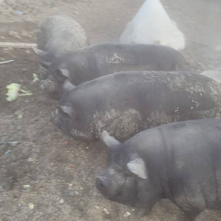 3 gilts, 1 barrow Idaho Pasture Pigs (IPP) - farm & garden - by owner ...