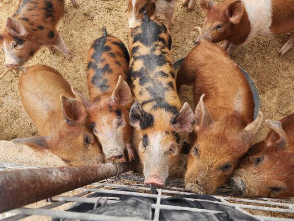 Feeder pigs - farm & garden - by owner - sale - craigslist