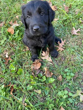 Pyredoodle Puppies!!!! - pets - craigslist