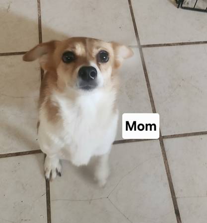 rehoming 3 girl chi-weenie- chihuahua mix - pets - craigslist