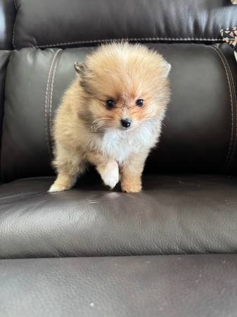 Teacup Pomeranian puppies ready in time for christmas - farm & garden ...