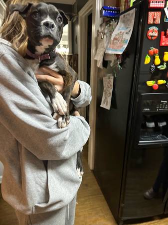 Rehoming boxer mix pup - pets - craigslist