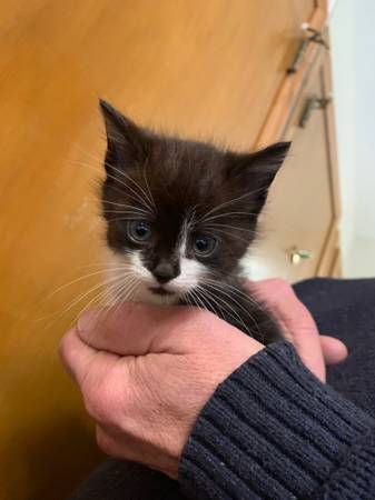 Oreo kitten - farm & garden - by owner - sale - craigslist