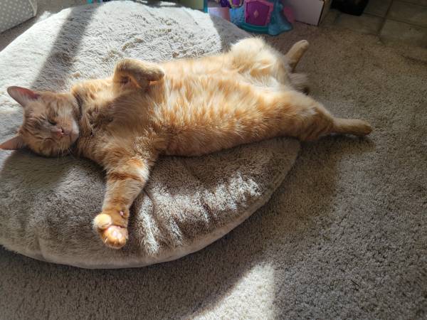Orange Male Tabby Poly - pets - craigslist