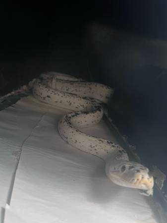 Cow retic - pets - craigslist