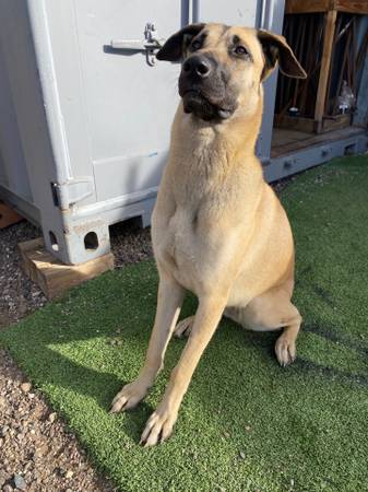 Sweetheart 7 month old Pup - pets - craigslist