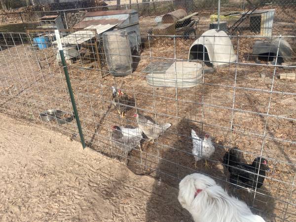 Hatching Eggs and Baby Chicks - farm & garden - by owner - sale ...