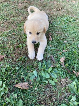 Pyredoodle Puppies!!!! - pets - craigslist