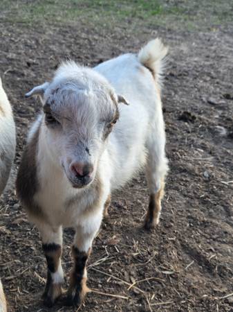 Mini Lamancha Dairy Goat - farm & garden - by owner - sale - craigslist