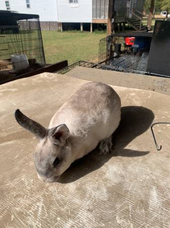 Mini Rex rabbits - farm & garden - by owner - sale - craigslist