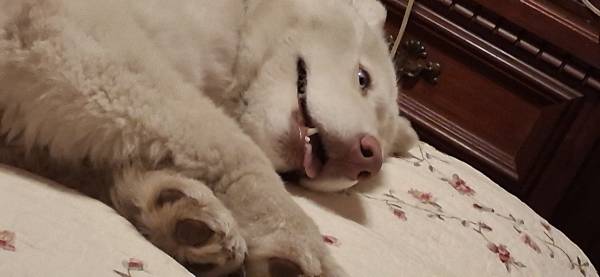 Clementine - pets - craigslist