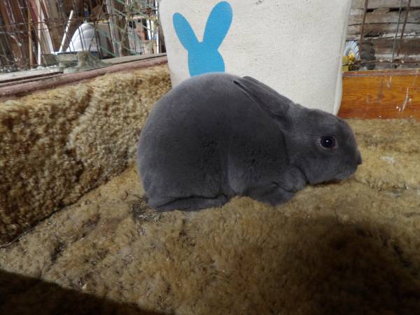 Mini Rex rabbits - farm & garden - by owner - sale - craigslist