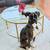Male Boxer for good home - pets - craigslist