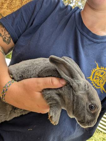 Blue Mini Rex Baby Bunny - pets - craigslist