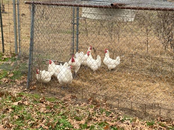 Hatching Eggs and Baby Chicks - farm & garden - by owner - sale ...