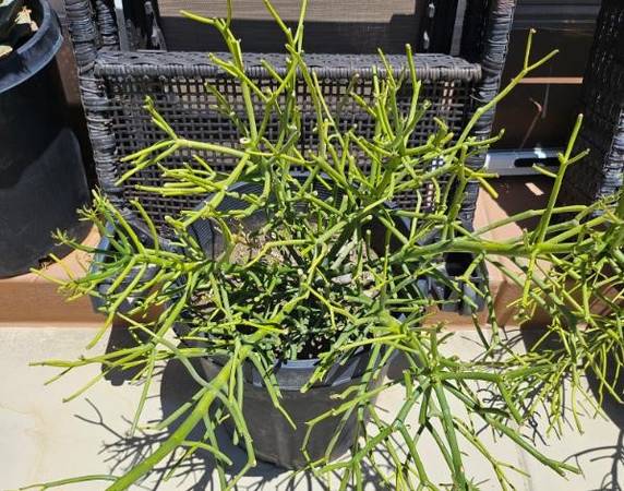 Cactus / Succulents / Agave / Firesticks / Pencils Sticks / Fox Tail ...