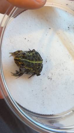 Baby Pixie Frog - pets - craigslist