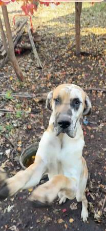 Male great dane - pets - craigslist