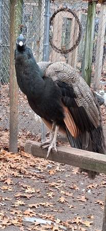 Bronze peacock - farm & garden - by owner - sale - craigslist