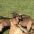 Goats-weed eaters, pets, future milk goats…? - farm & garden - by owner ...