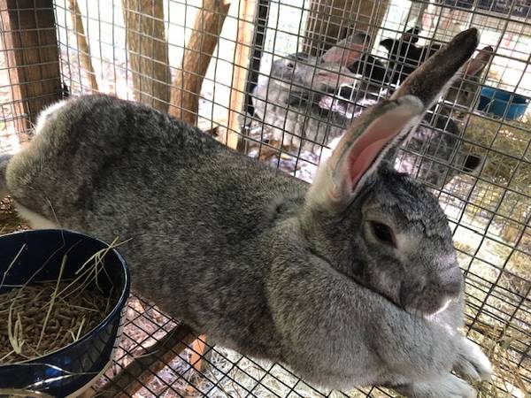 American Chinchilla Rabbits - farm & garden - by owner - sale - craigslist